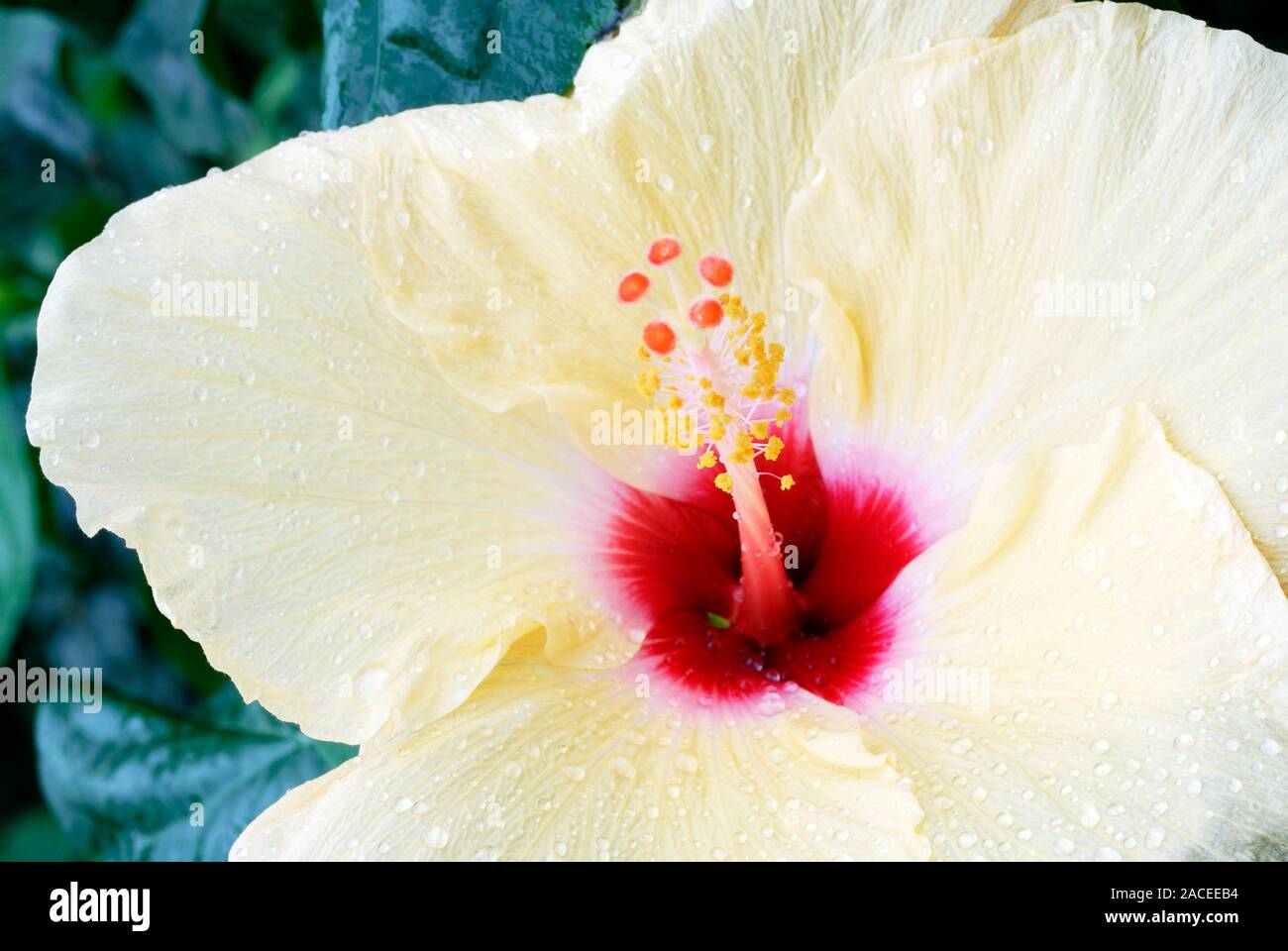 Chinese hibiscus flower (Hibiscus rosa-sinensis). Photographed at RHS ...