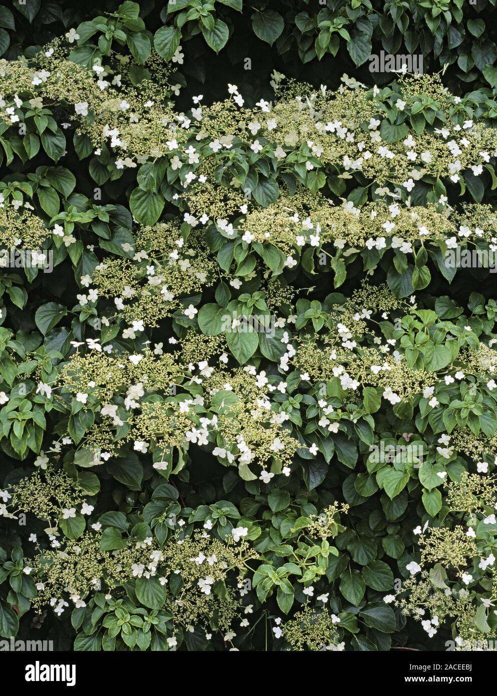 Climbing hydrangea (Hydrangea anomala subsp. petiolaris Stock Photo - Alamy