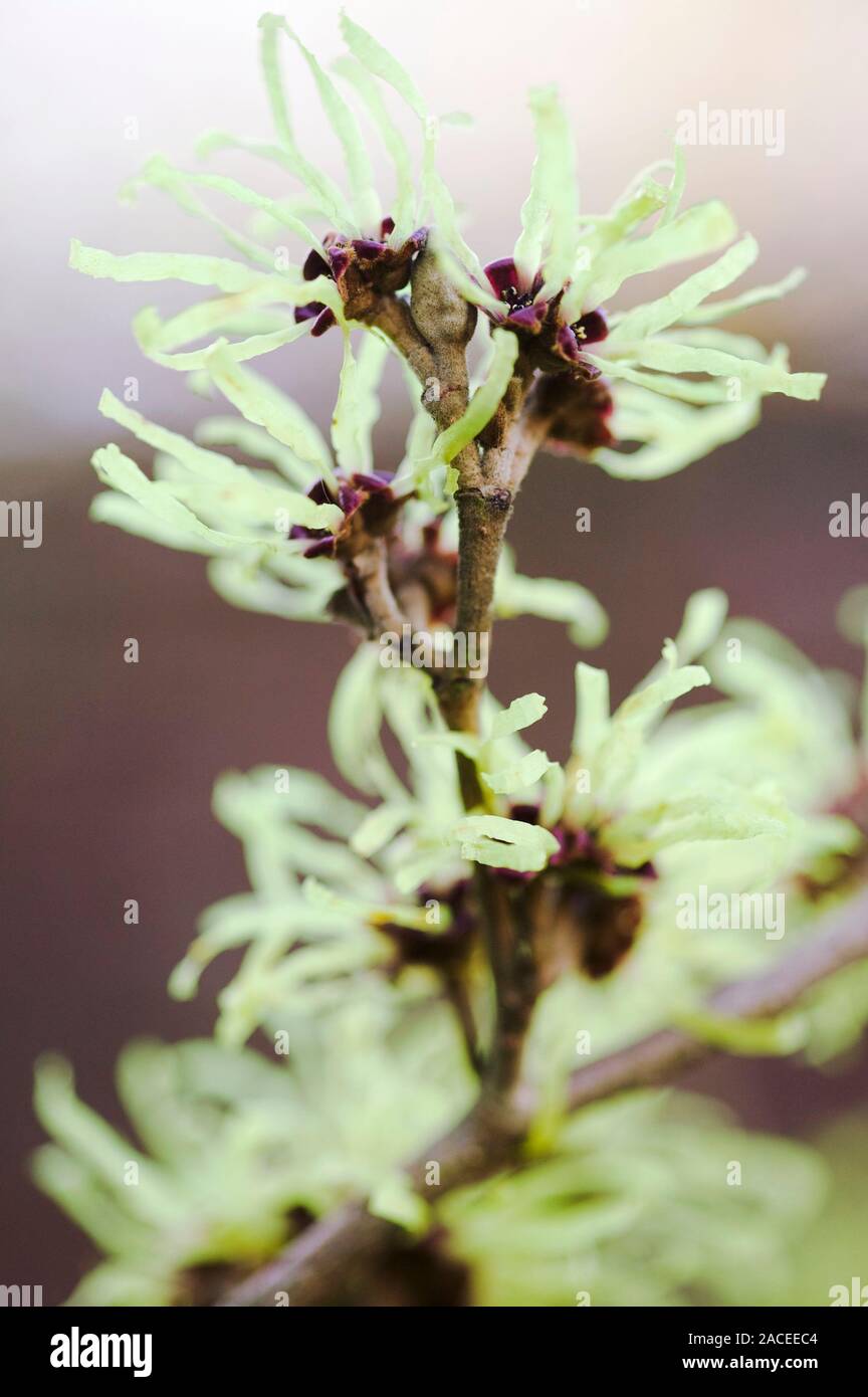 Witch hazel flowers (Hamamelis sp Stock Photo - Alamy