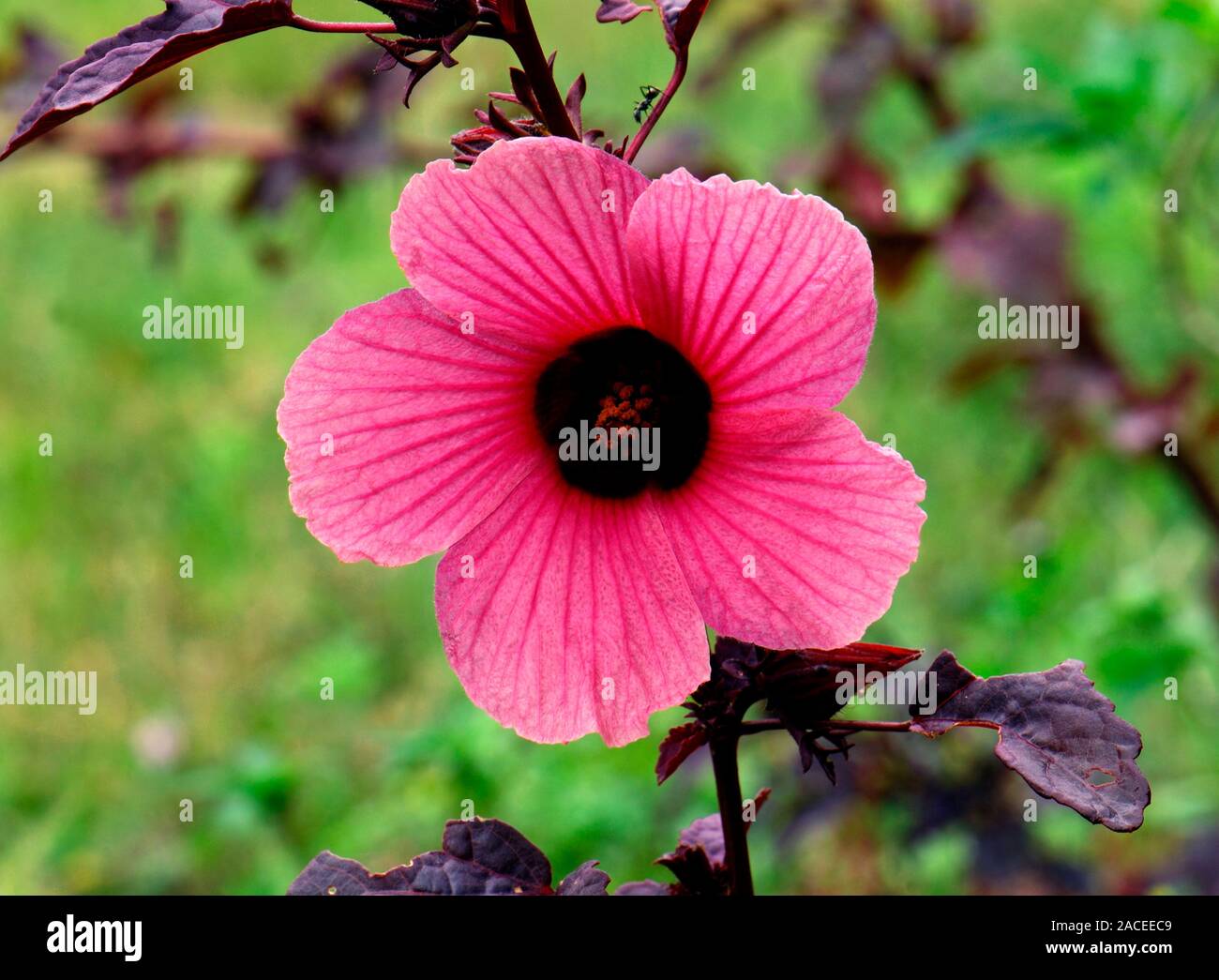 Roselle flower (Hibiscus sabdariffa). Photographed in India Stock Photo ...