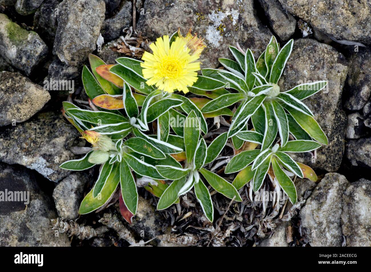 Shaggy mouse-ear hawkweed (Hieracium peleterianum) flowers Stock Photo ...