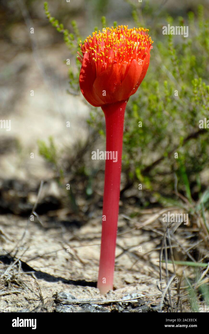 Fire lily (Haemanthus sanguineus) regrowth after fire. This is the ...