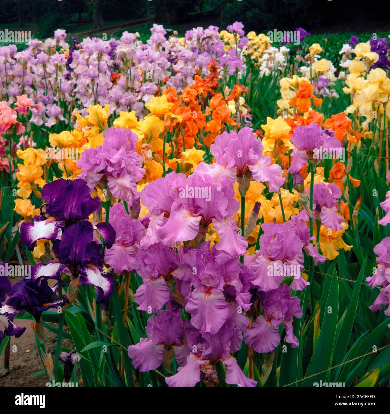 Iris. Bearded Iris Trials at Wisley KRASKIA SAN LEANDRO etc Stock Photo ...