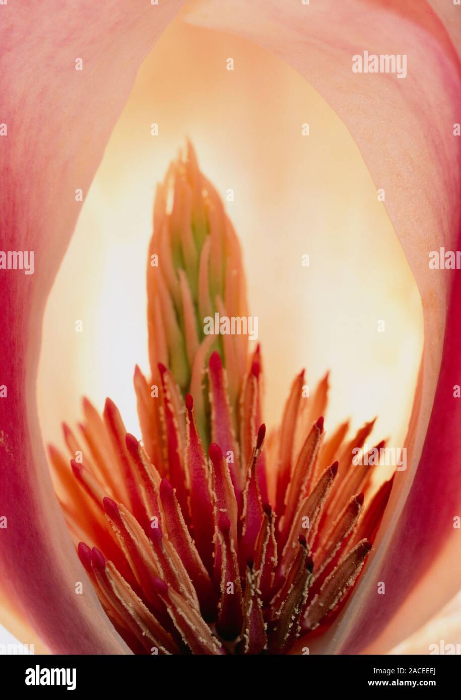 Interior magnolia flower. Plant anatomy showing anthers and stigma ...