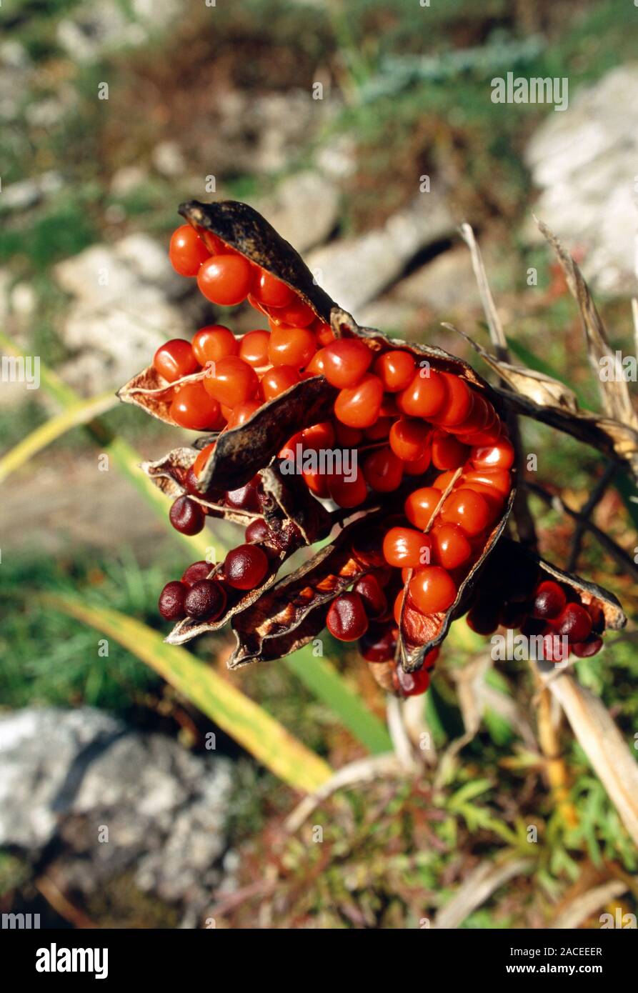 Iris foetidissima. Seed pods in november at different stages of ...