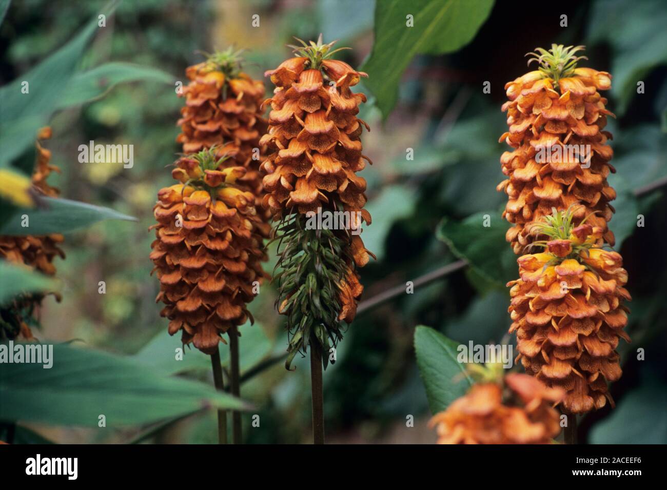 Isoplexis flowers (Isoplexis sceptrum). This tender shrub is native to ...