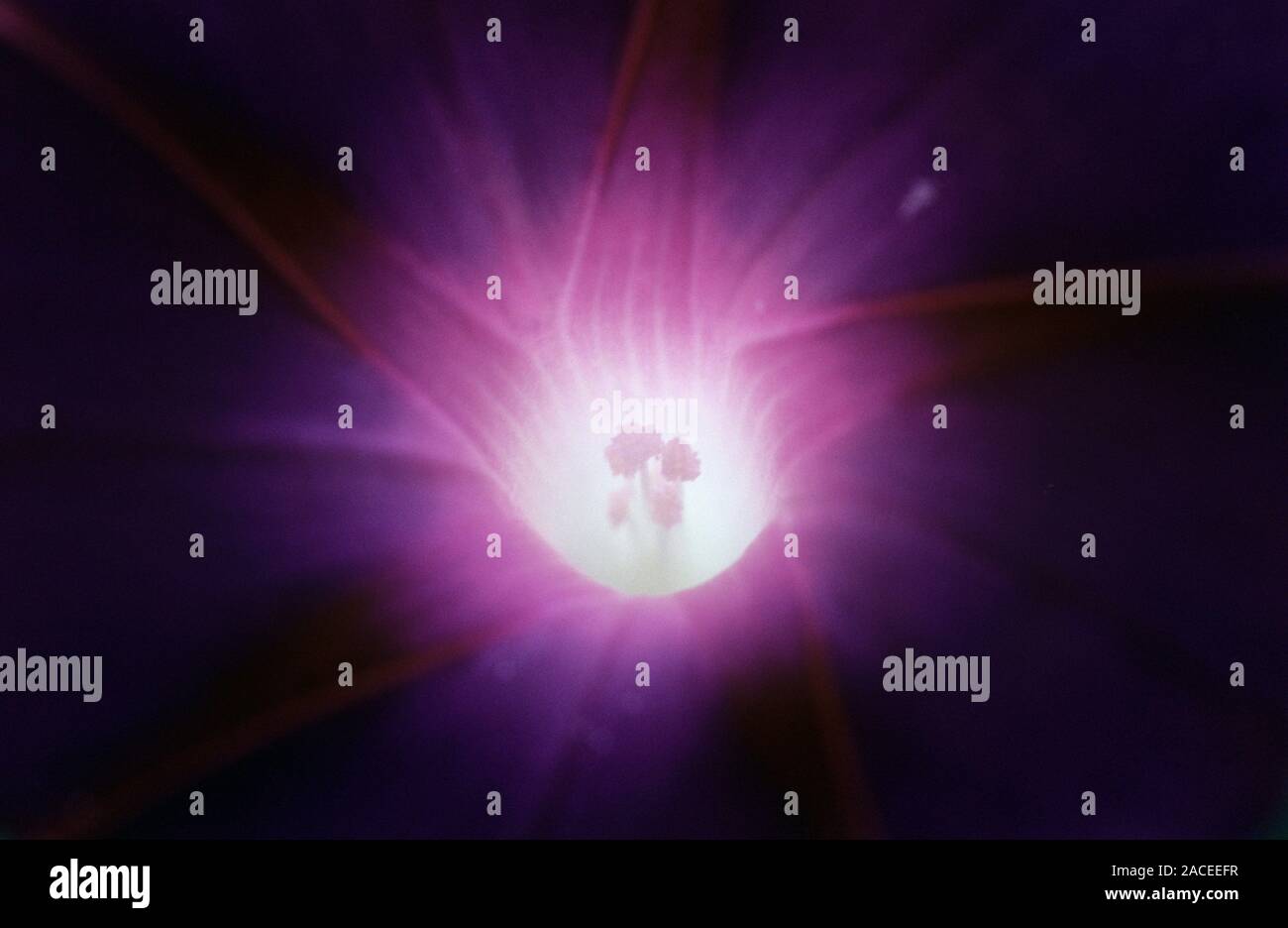 Morning glory (Ipomoea 'Star of Yelta' Stock Photo - Alamy