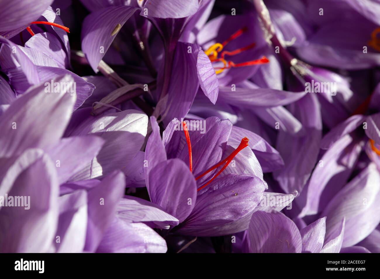 Color azafrán hi-res stock photography and images - Alamy