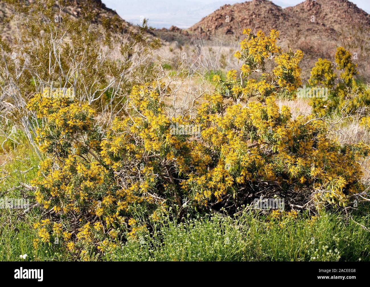 Bladder-pod shrub (Isomeris arborea) flowering and in fruit ...