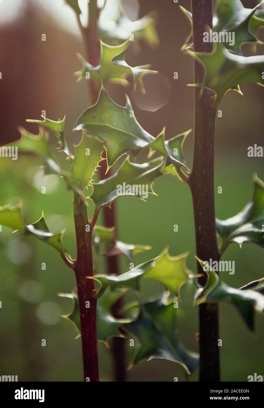 Holly leaves (Ilex sp.). Photographed in Lincolnshire, UK, in February Stock Photo - Alamy
