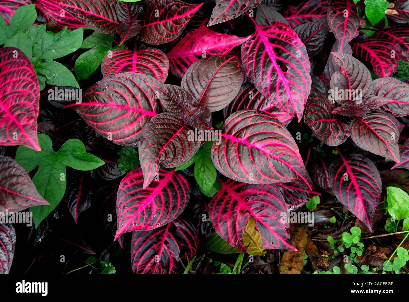 Bloodleaf plant (Iresine herbstii 'Acuminata' Stock Photo - Alamy