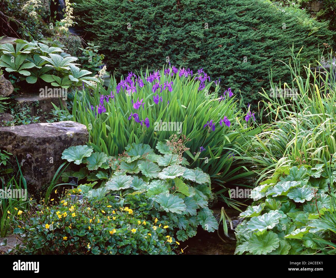 Japanese water iris flowers (Iris laevigata atropurpurea Stock Photo ...