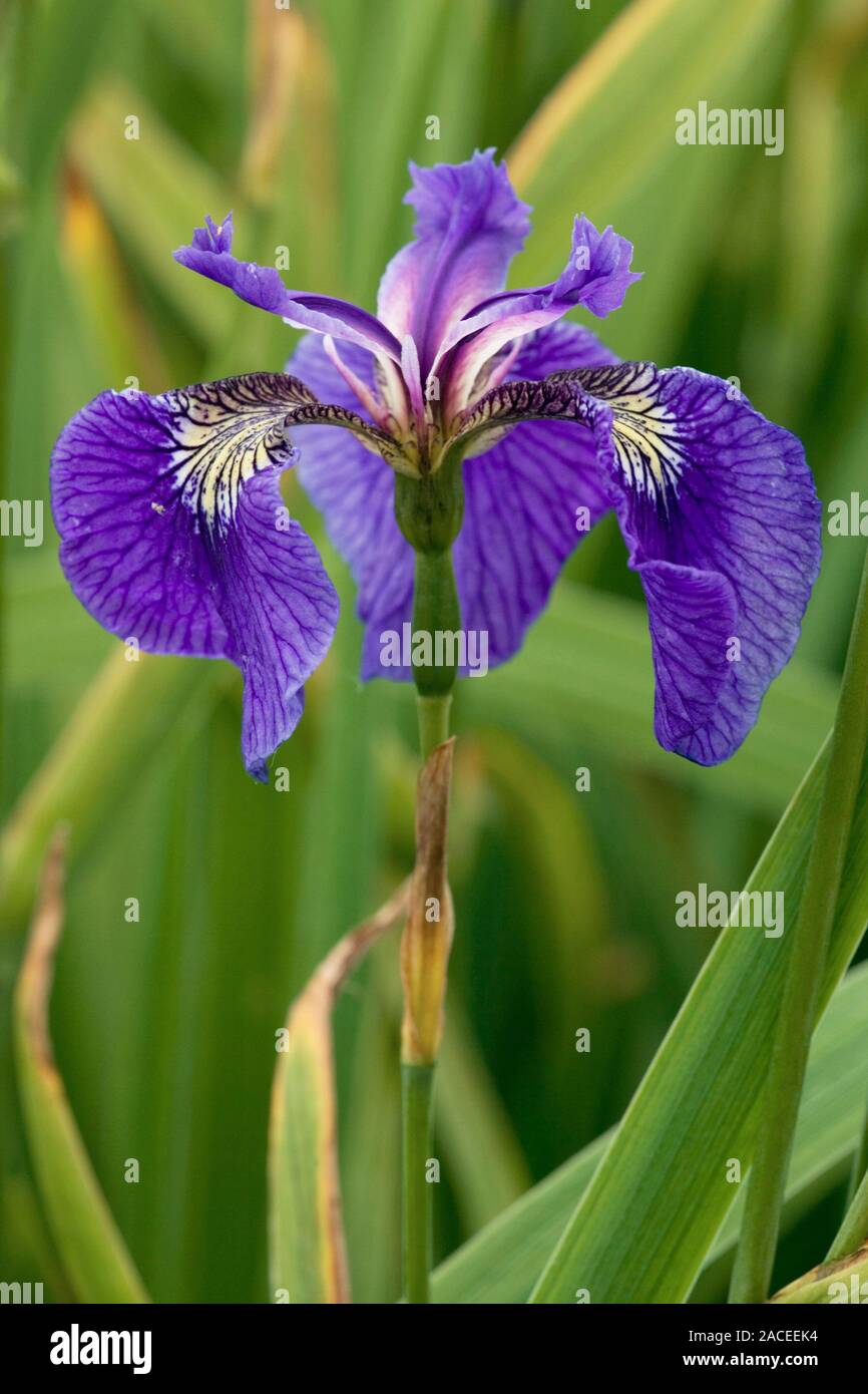 Butterfly iris flower (Iris spuria). Photographed in July, in France ...