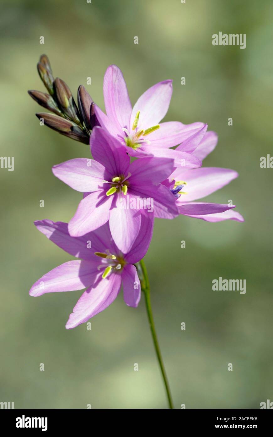 Pink ixia (Ixia micrandra) flowers. Photographed in the fynbos, an area ...