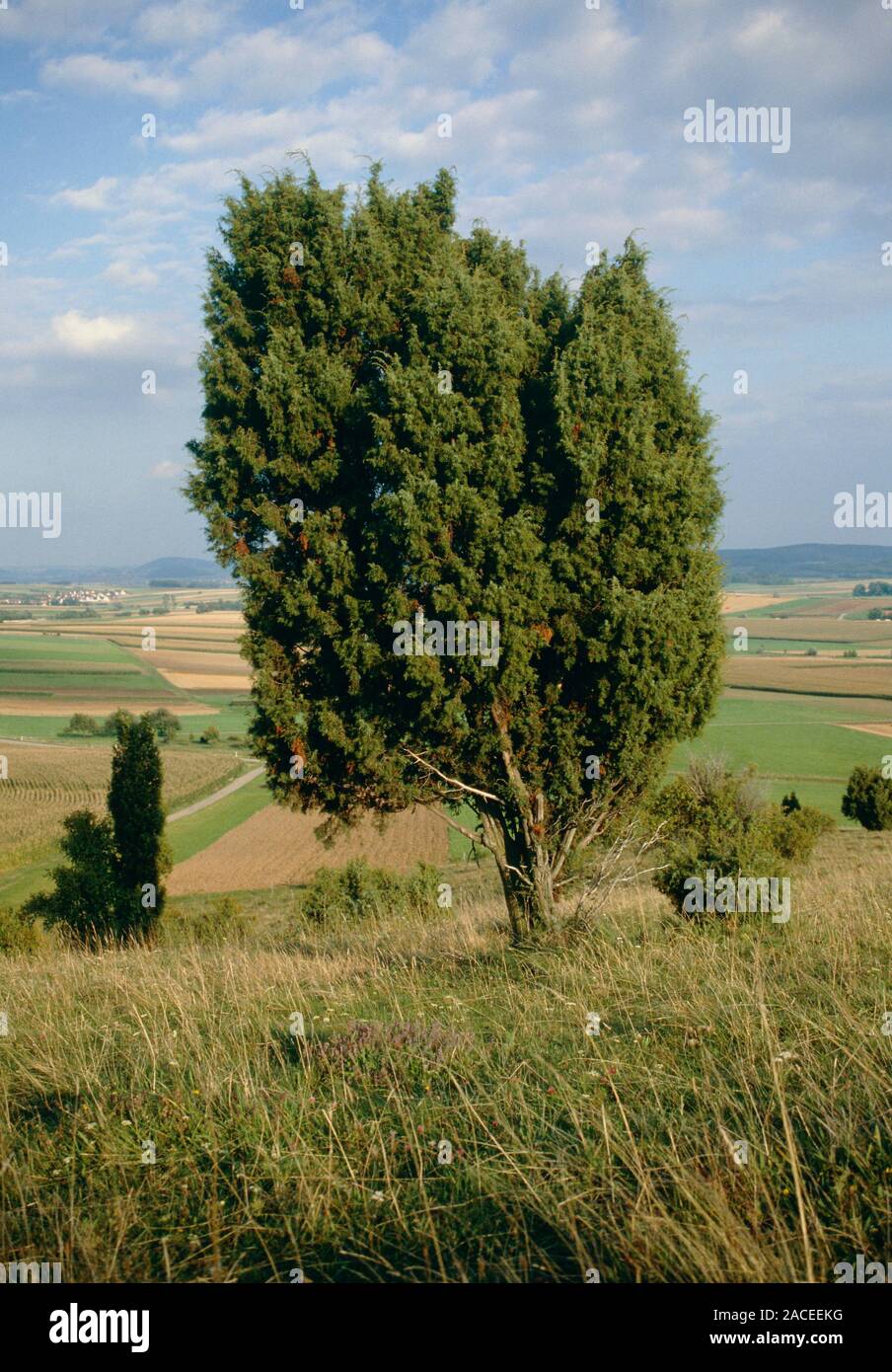 Juniperus communis. Common Juniper singel tree on sloping hill with ...