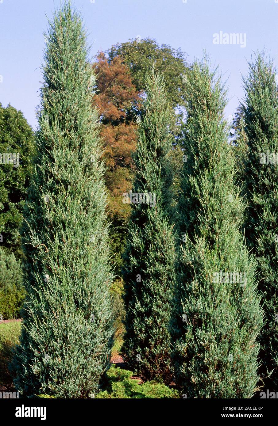 Juniperus virginiana SKYROCKET. Tall thin conifers in garden Stock ...