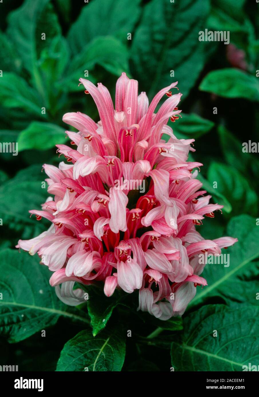 Justicia carnea. Brazilian Plume close up of large pink flower and ...