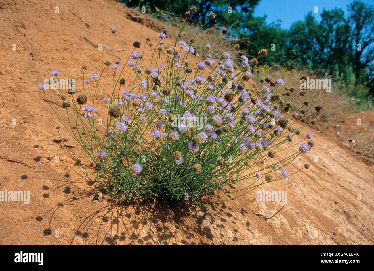 Sheep's-bit flowers (Jasione montana Stock Photo - Alamy