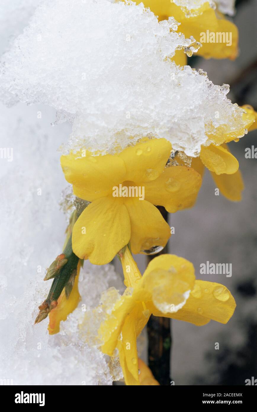 Winter jasmine flowers (Jasminum nudiflorum) covered with snow. This ...