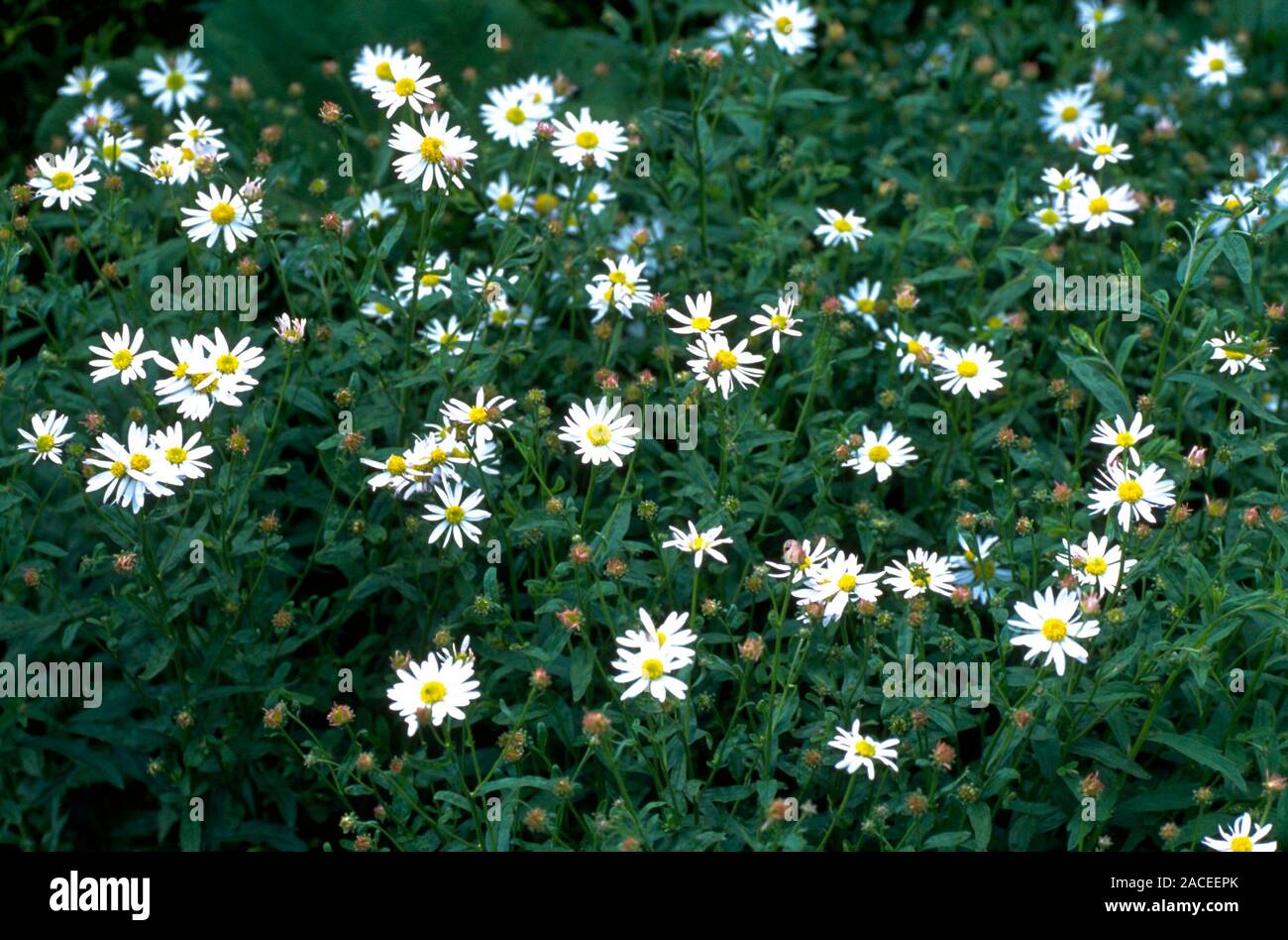 Kalimeris incisa 'Alba'. Whole plant with small white flowers Stock ...