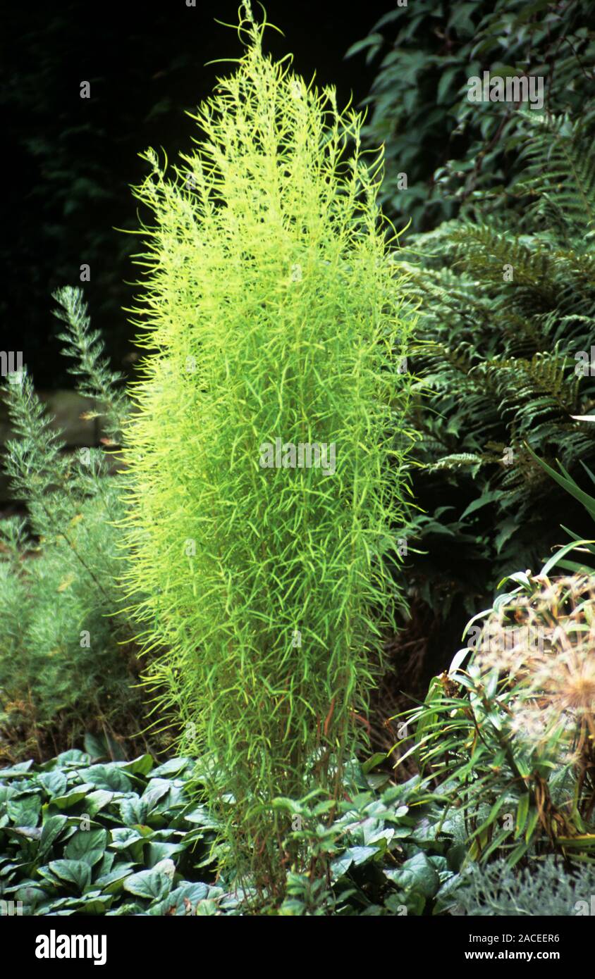 Summer cypress (Kochia scoparia). This plant is also known as burning ...