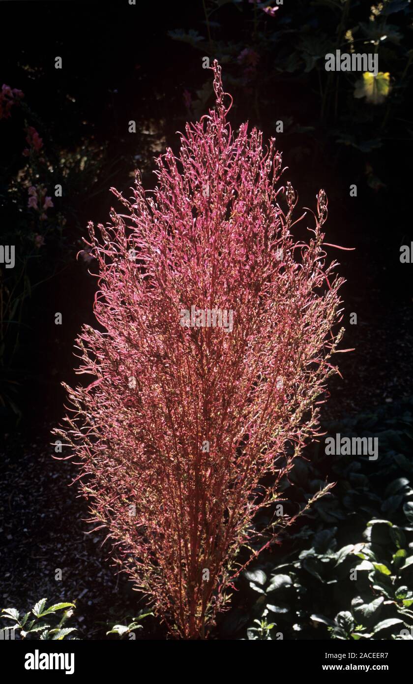 Summer cypress (Kochia scoparia) in autumn. This plant is also known as ...