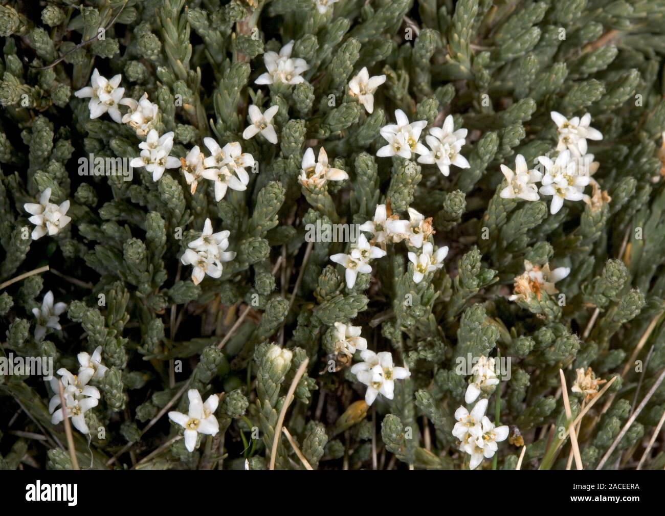 Dwarf common drapetes (Kelleria dieffenbachii). Also known as Drapetes ...