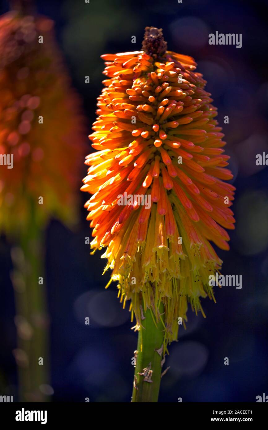 Red hot poker flower (Kniphofia 'Maria Nobilis' Stock Photo - Alamy