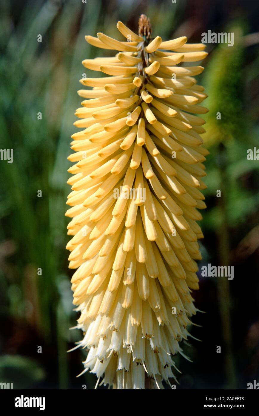 Red hot poker (Kniphofia sp Stock Photo - Alamy