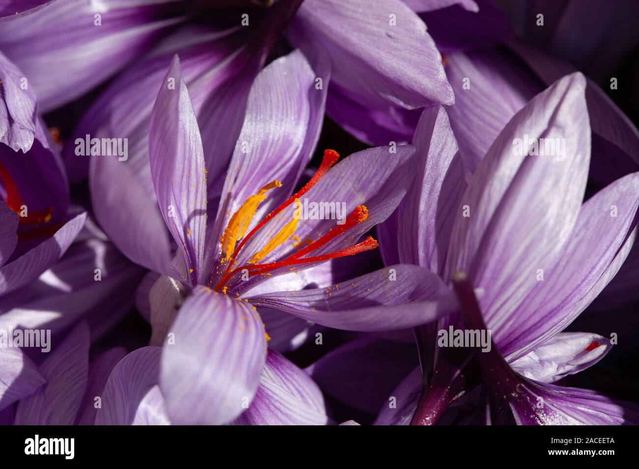 Saffron flowers and pistils Stock Photo - Alamy
