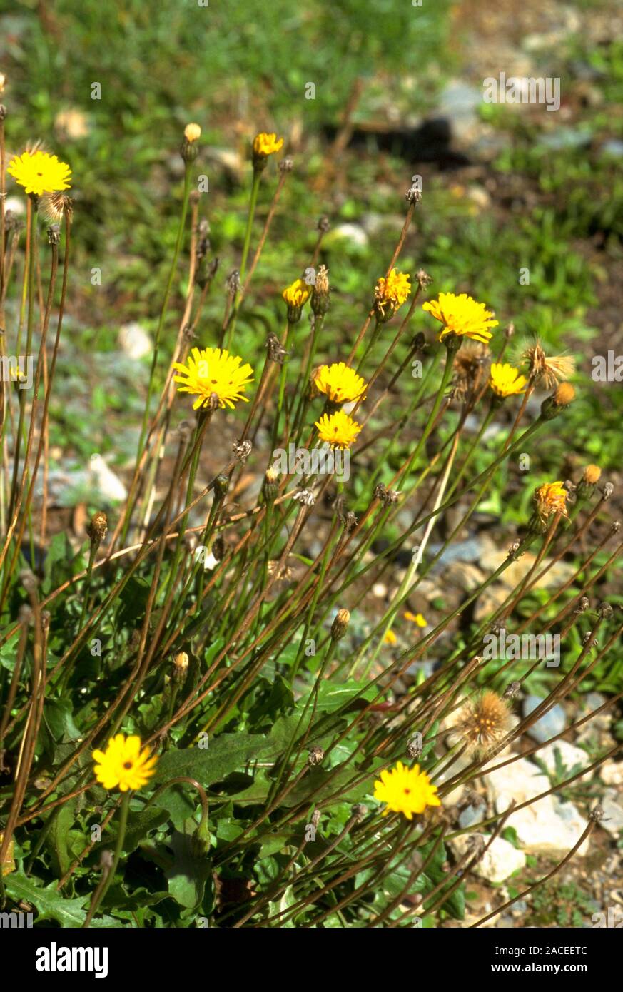 Leontodon hispidus. Alpine hawkbit clump of flowers and foliahe Stock ...
