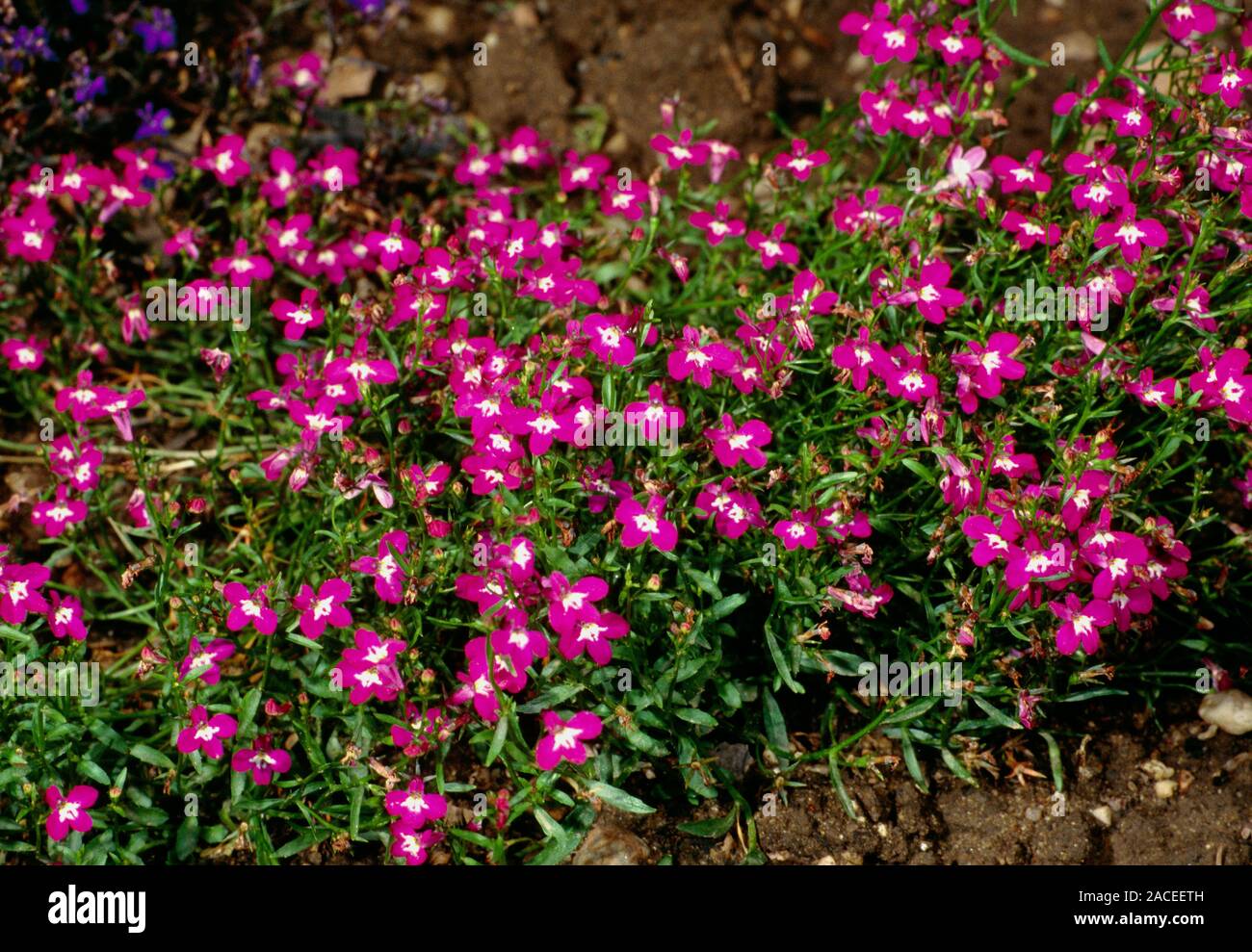 Lobelia erinus compacta STRING OF PEARLS. Pink flowers clump Stock ...