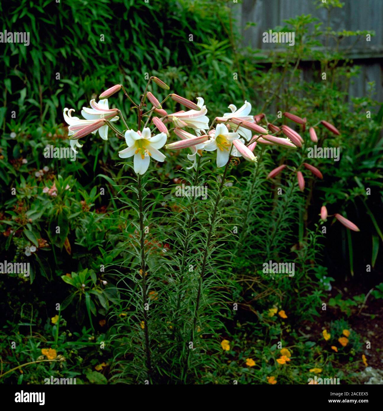 Lilium regale. Tall white lillies in the garden Maurice Nimmo 999 Stock ...