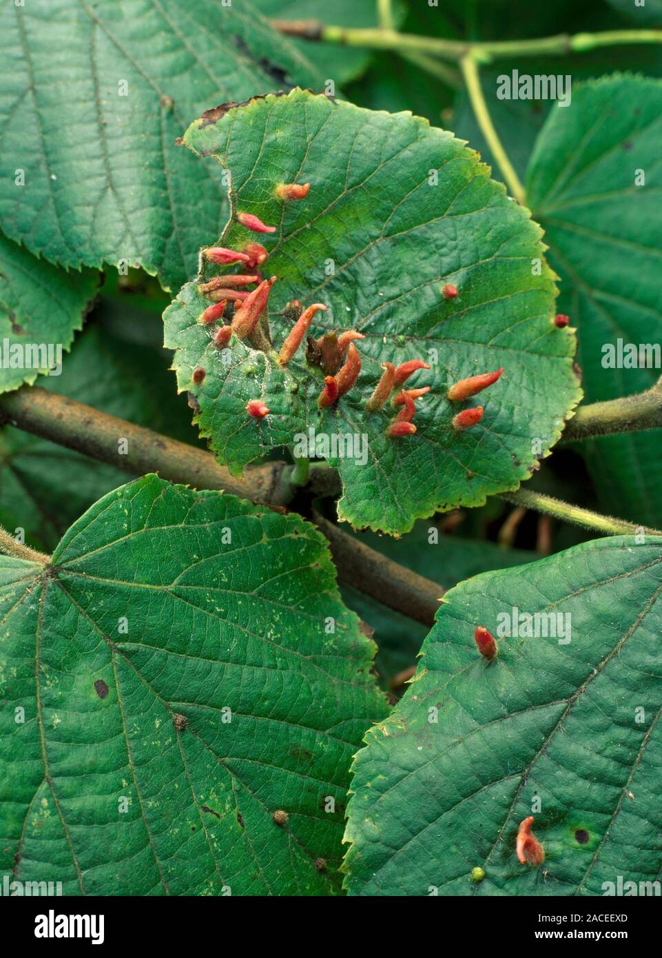 Lime Nail Galls caused by Gall Mite (Eriophyes tiliae) on Lime leaf ...