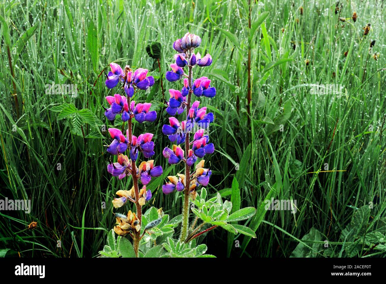 Lupinus nootkatensis. Lupin flowers Stock Photo - Alamy