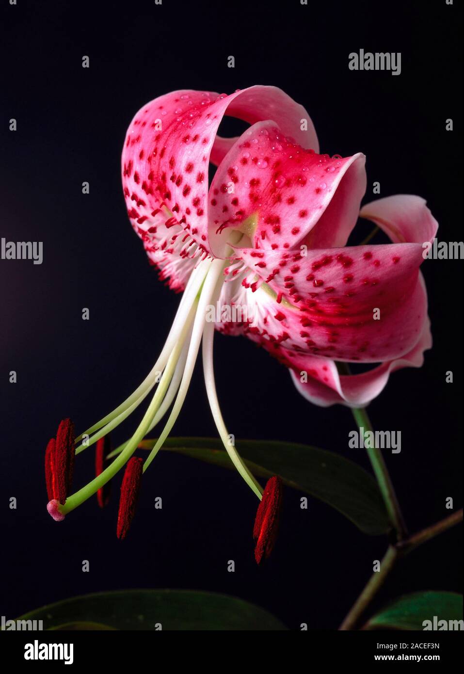 Lilium speciosum rubrum. Close up of single flower Martin Land Stock ...