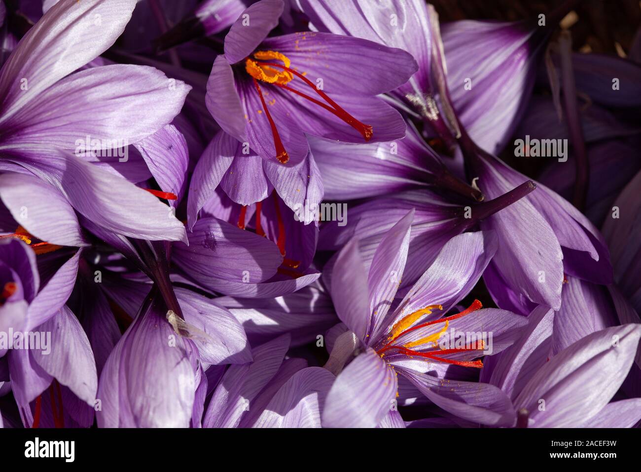Saffron color hi-res stock photography and images - Alamy