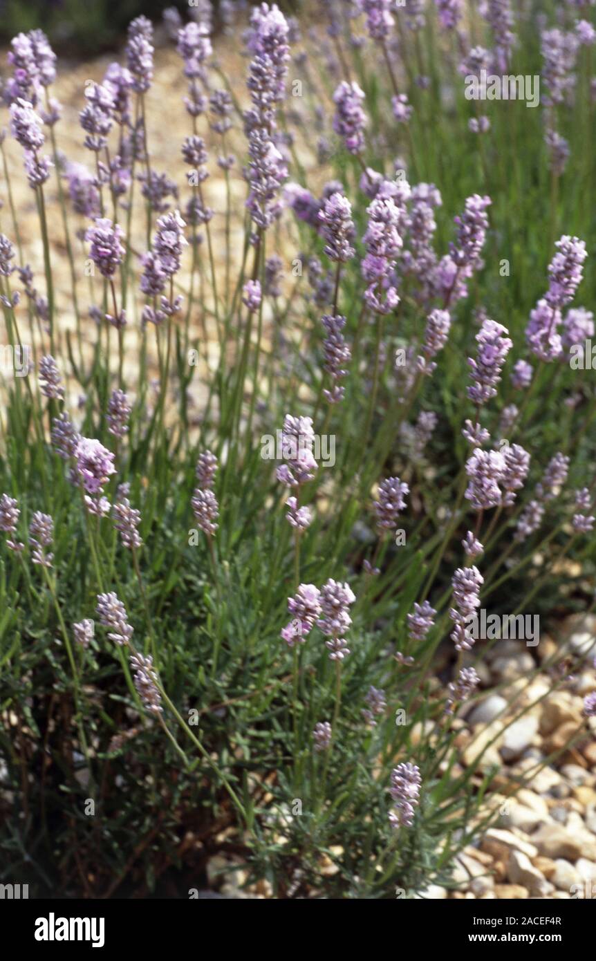 Lavandula angustifolia Rosea. Flowers and foliage Stock Photo - Alamy
