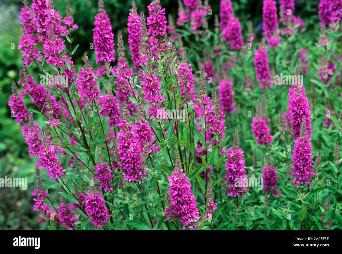 Purple loosestrife flowers (Lythrum 'The Beacon' Stock Photo - Alamy