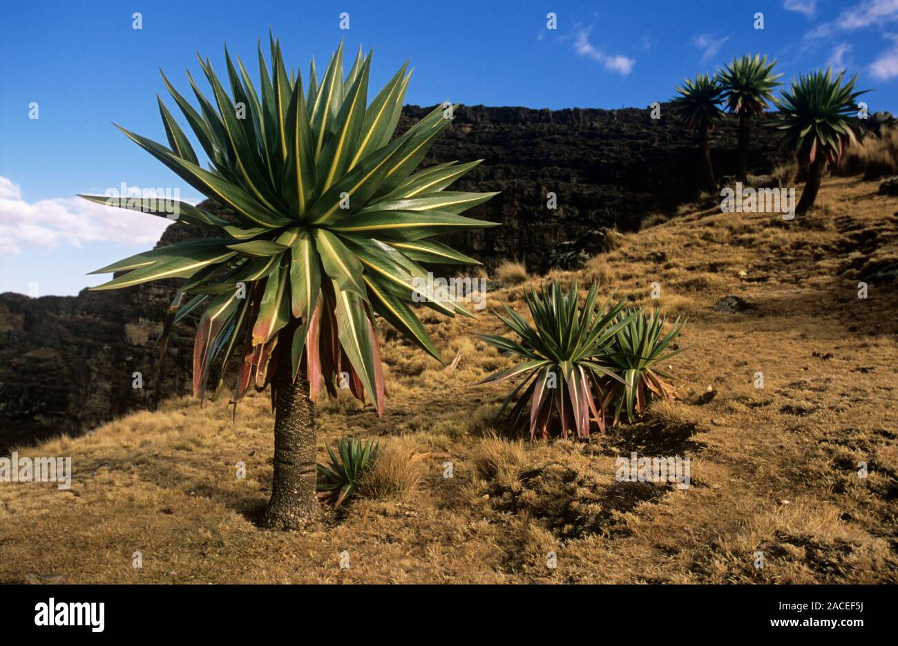 Lobelia (Lobelia deckenii). Photographed in Simien Mountains National ...