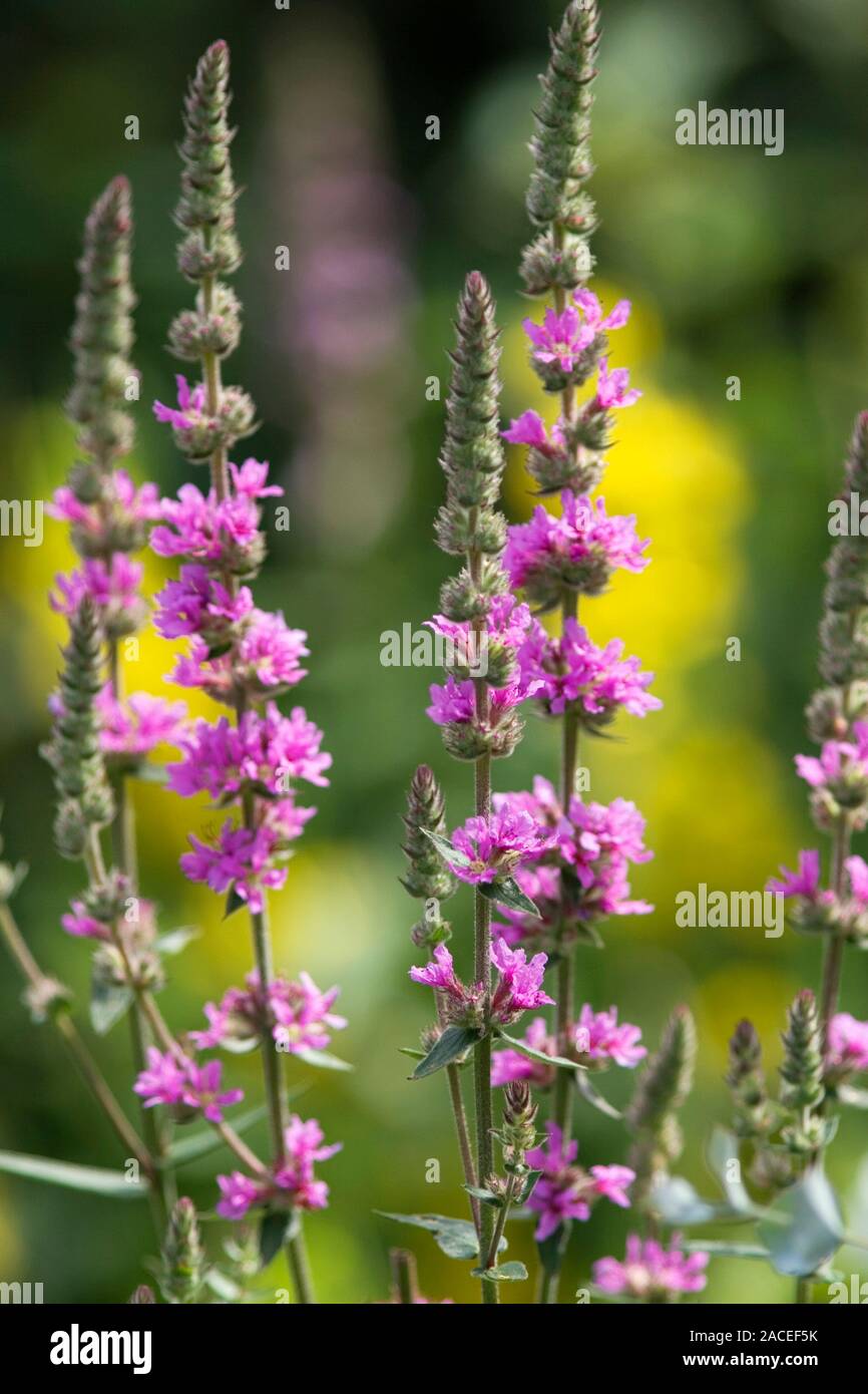 Purple loosestrife (Lythrum salicaria) in flower Stock Photo - Alamy