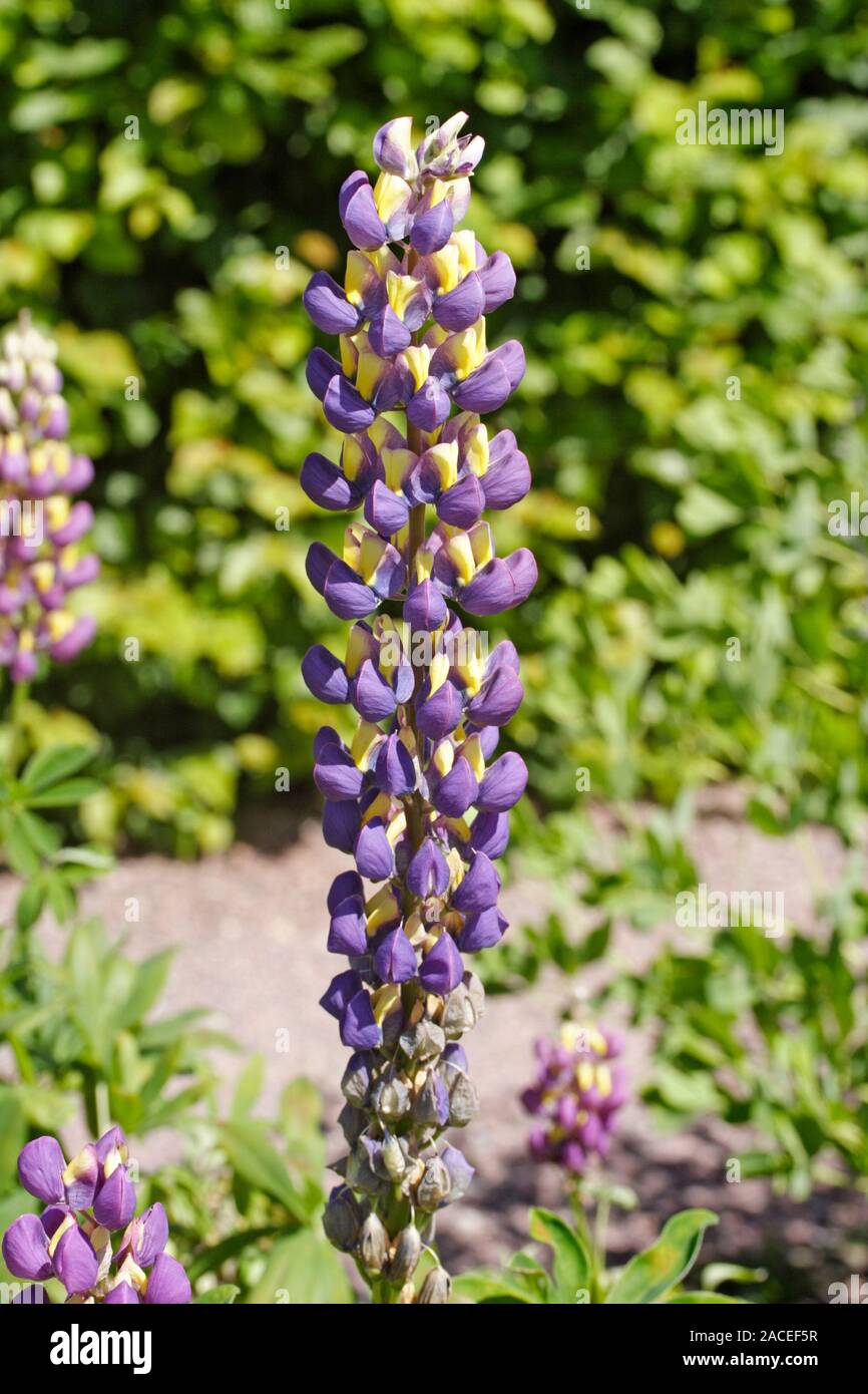 Lupin (Lupinus 'Russell Hybrid') spike with flowers Stock Photo - Alamy