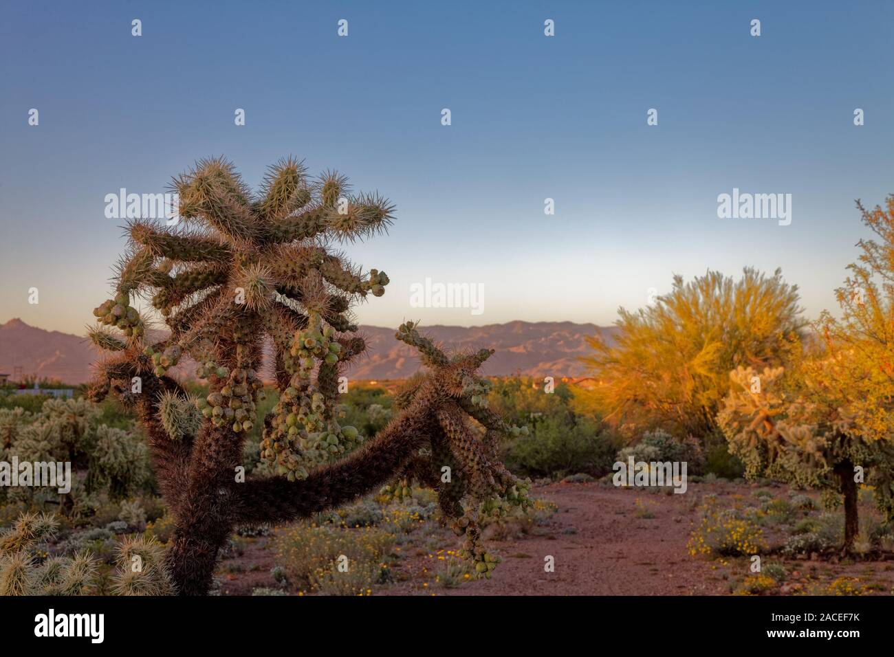 Jumping cholla cactus hi-res stock photography and images - Alamy