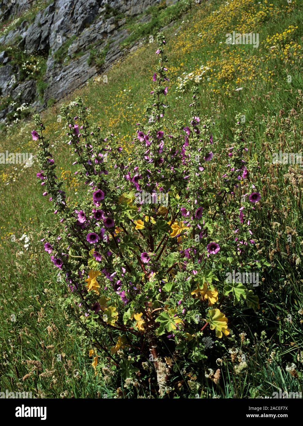 Tree mallow flowers (Lavatera arborea) on a coastal slope. Photographed ...