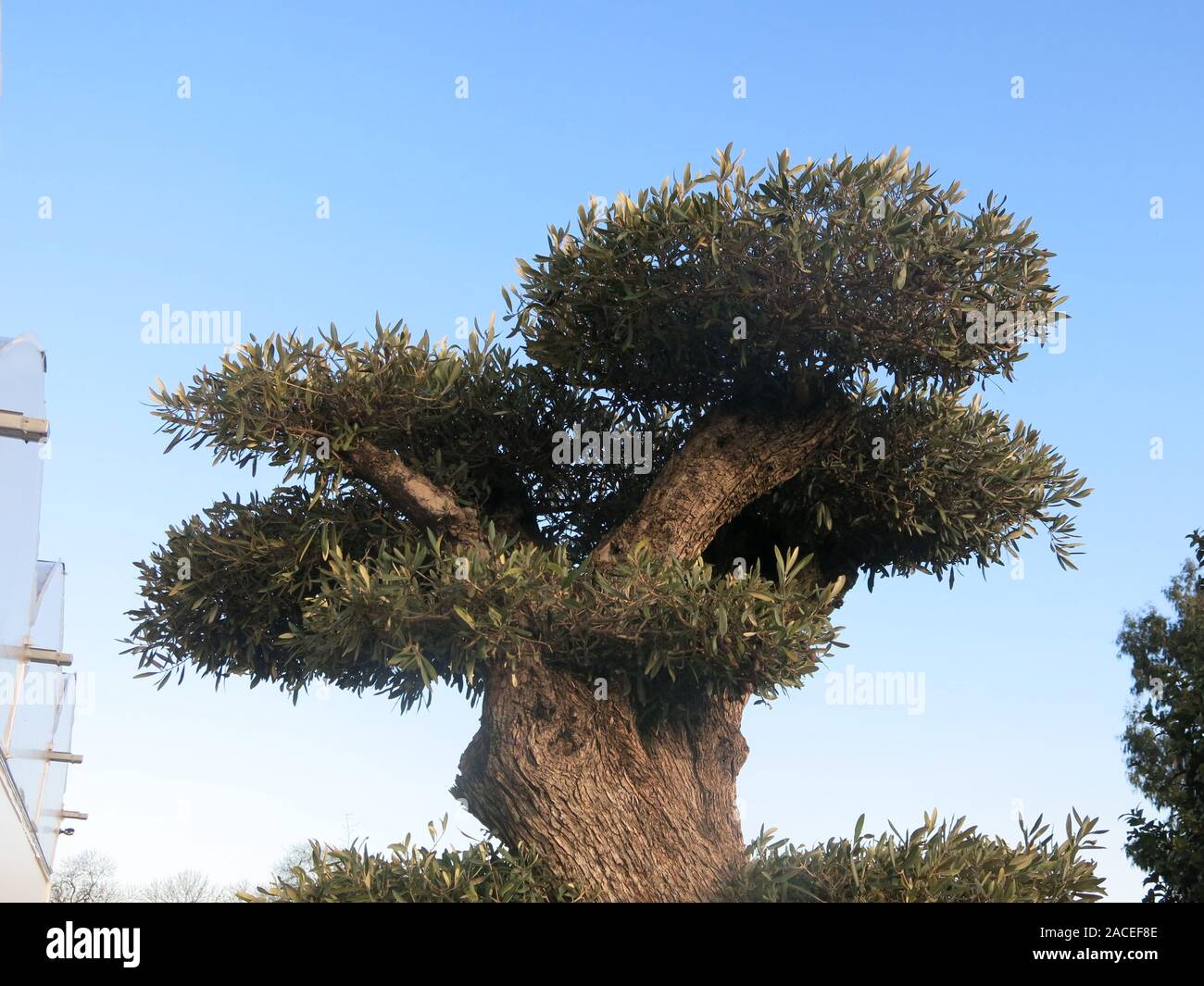 A very ancient gnarled olive tree with its foliage cloud pruned in ...
