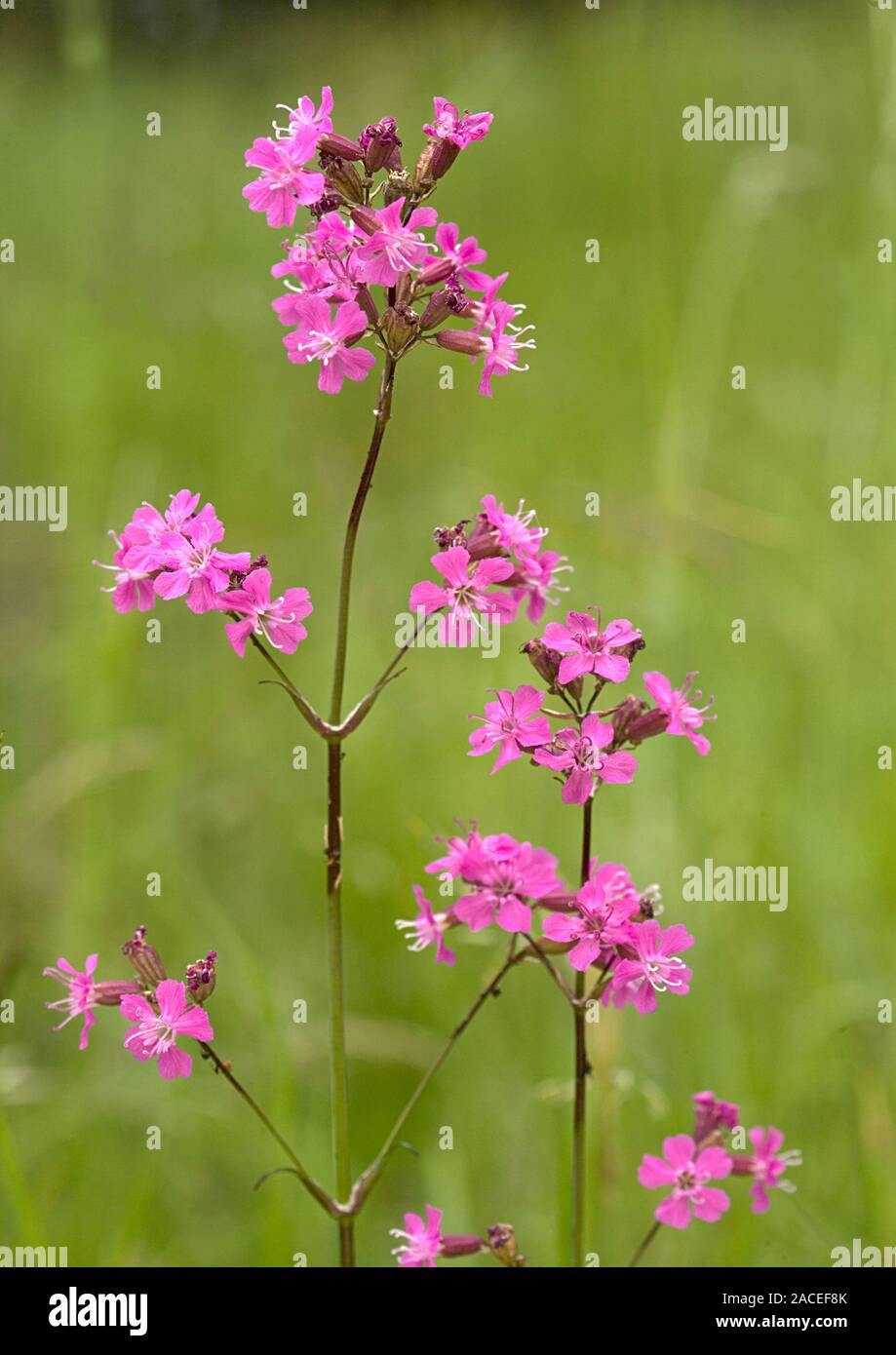 Sticky catchfly flowers (Lychnis viscaria). This plant is rare in the ...