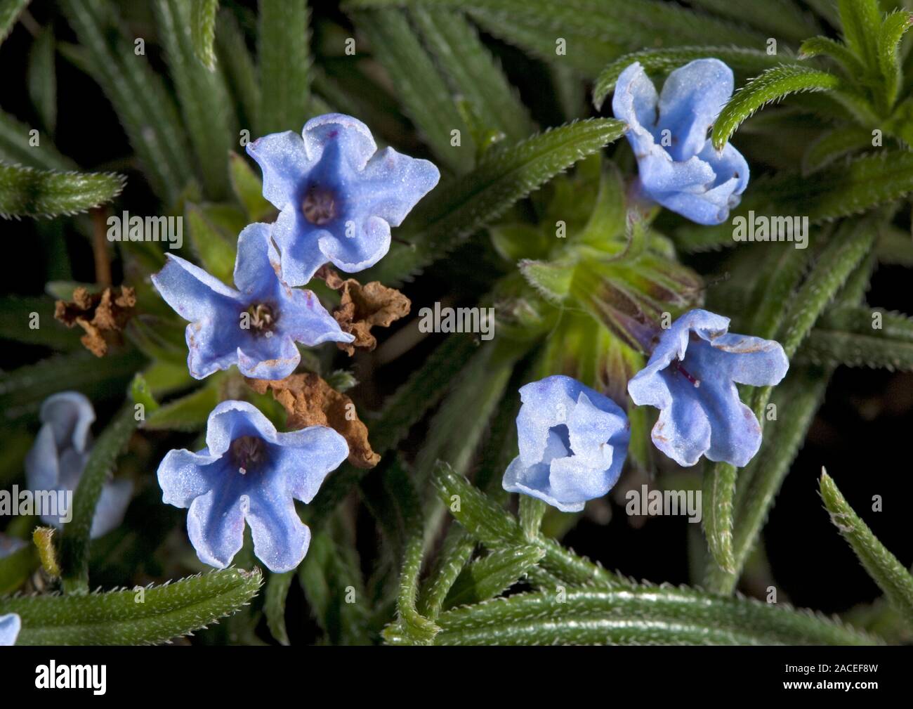 Gromwell flowers (Lithodora zahnii). This rare flower is endemic to ...