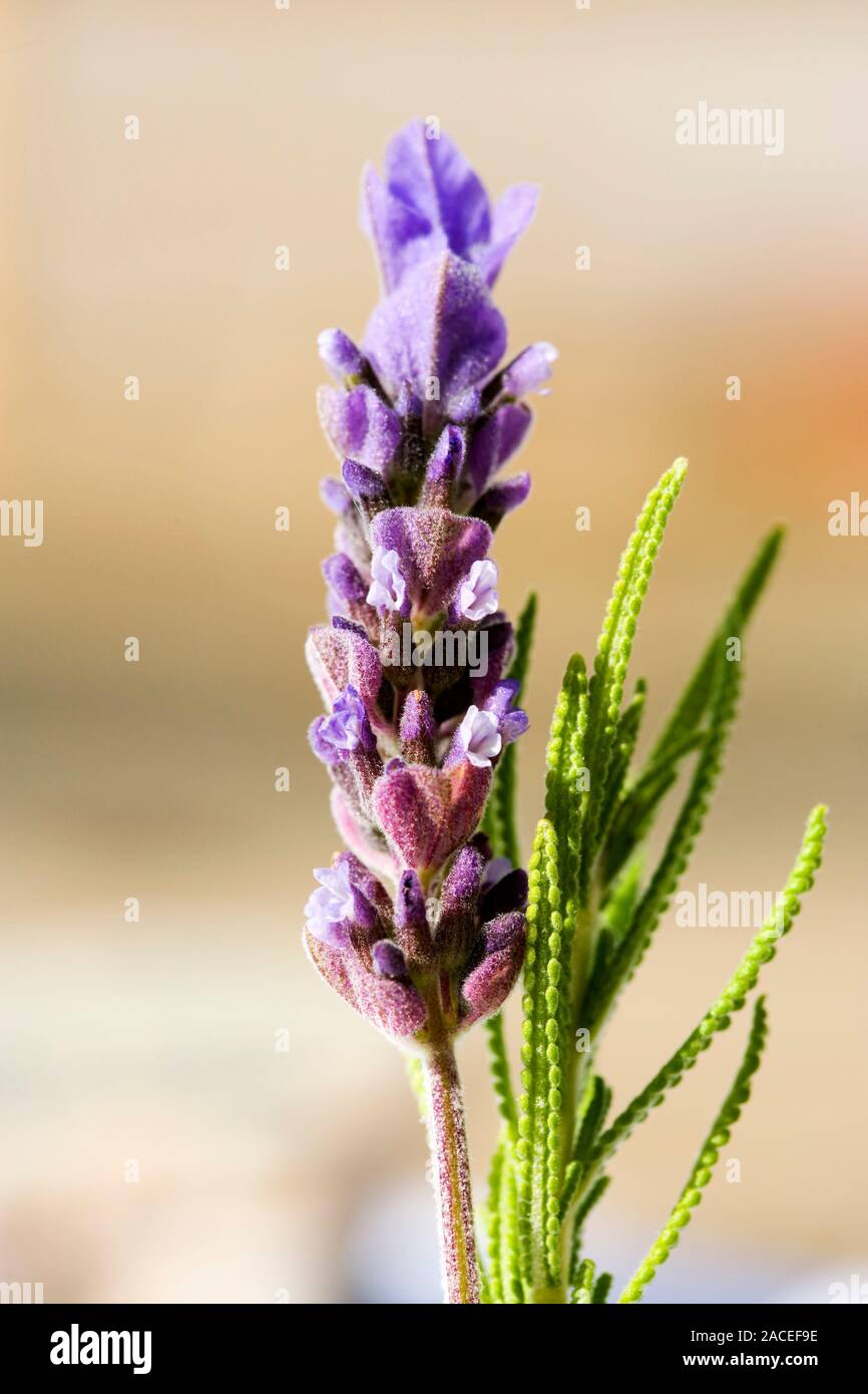 French lavender flower (Lavandula dentata) and leaves. The leaves of ...