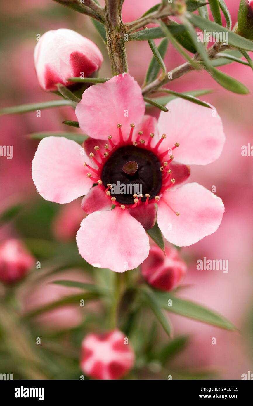Tea tree (Leptospermum scoparium 'Martini') flower Stock Photo - Alamy