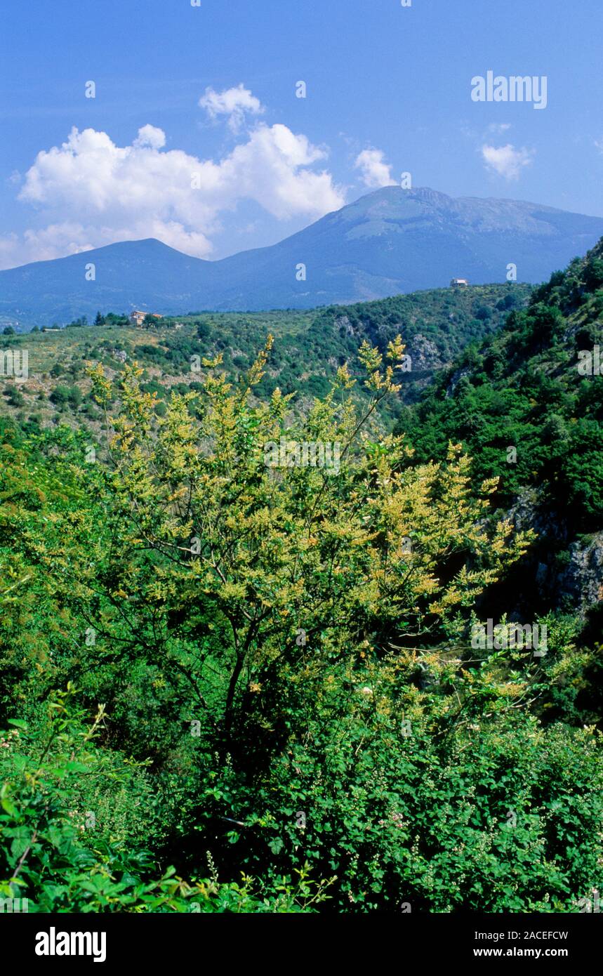 Wild privet tree (Ligustrum ovalifolium Stock Photo - Alamy